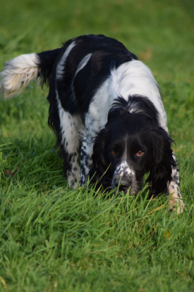 Accueil - Elevage Du Royaume Des Bouviers - eleveur de chiens English ...